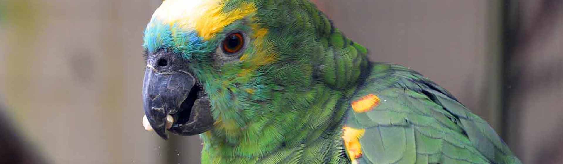 5 alimentos que volverán loco a tu loro - Yo amo a las mascotas