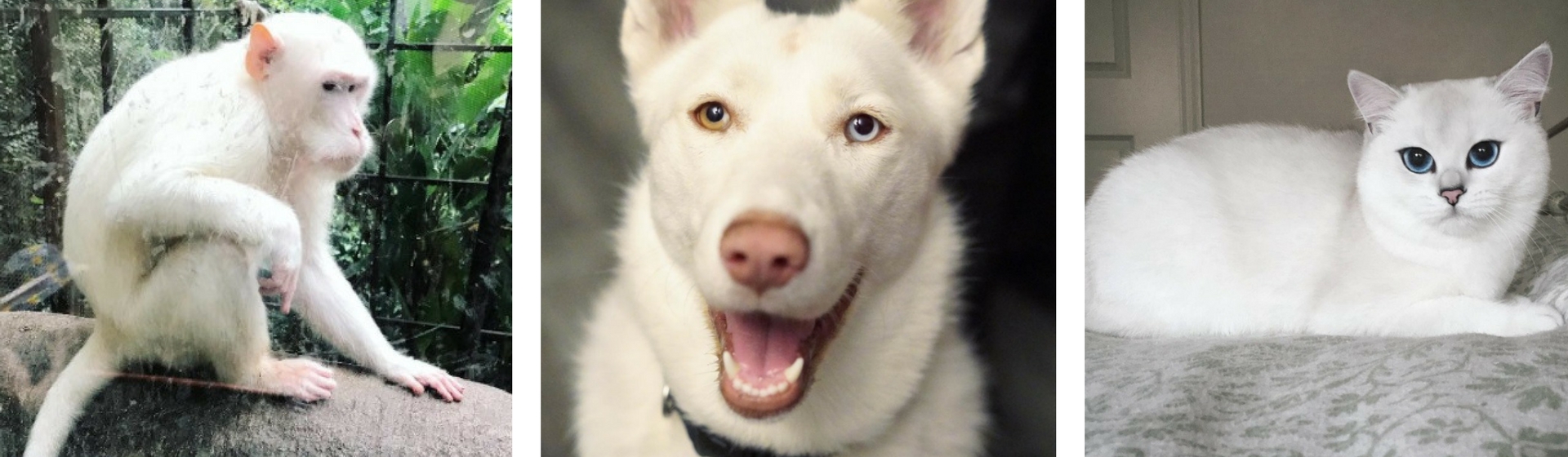 10 fotos de animales albinos en el mundo que vas a adorar - Yo amo a ...