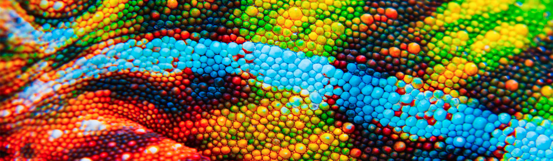 8 animales más coloridos que se han visto en Internet