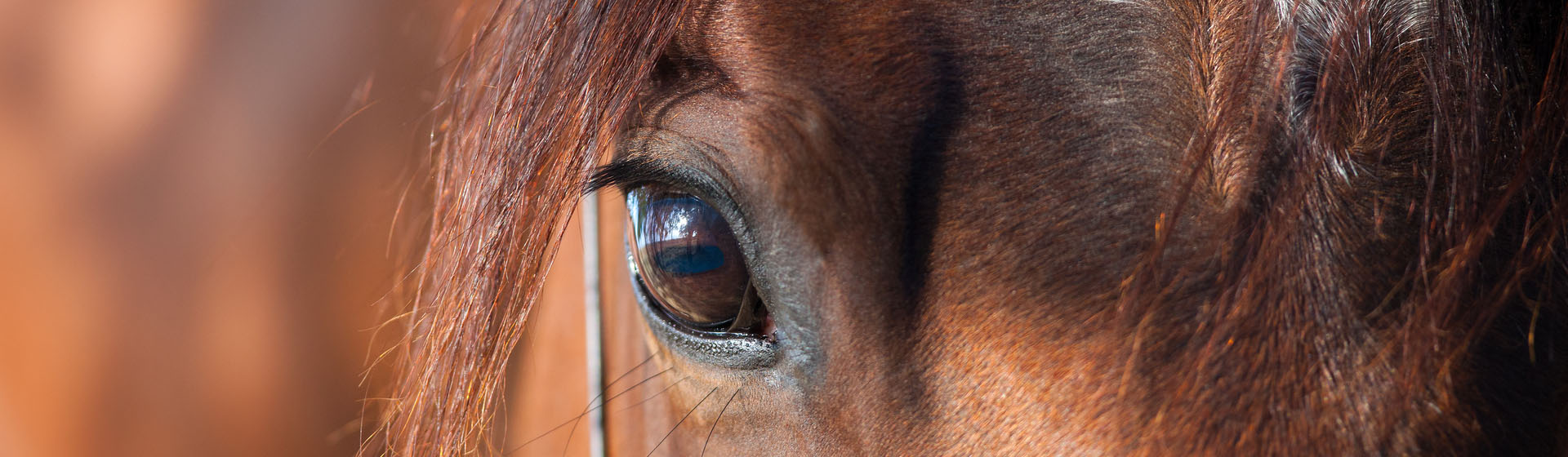6 consejos para cuidar el pelo de tu caballo - Yo amo a las mascotas