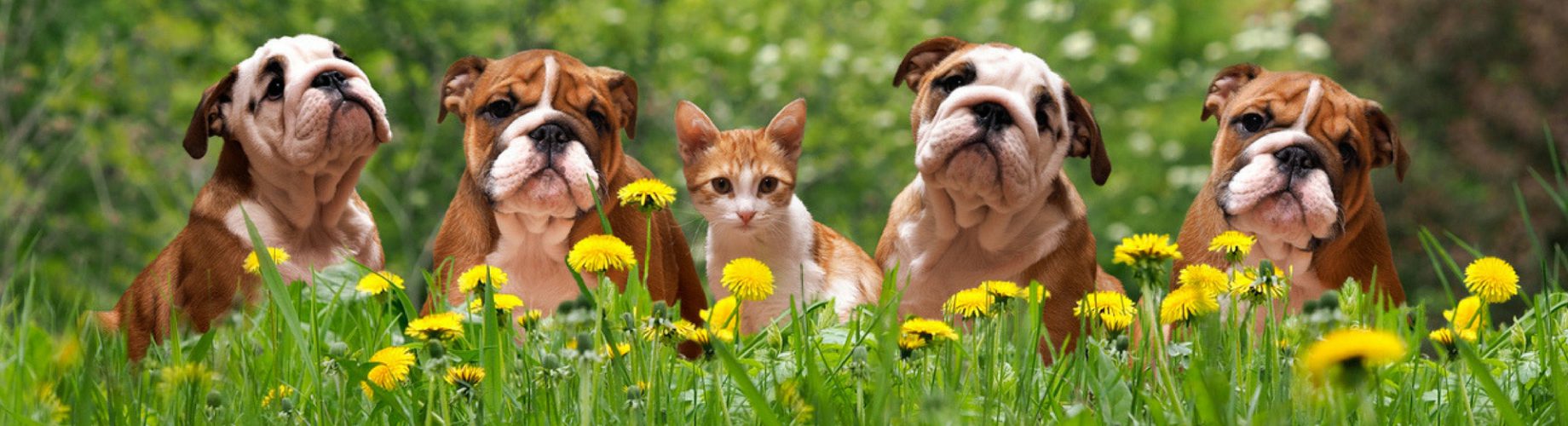 El peligro de la primavera para tu perro - Yo amo a las mascotas