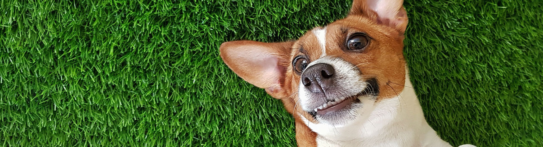 Cómo tratar a tu mascota con síndrome de down - Yo amo a las mascotas