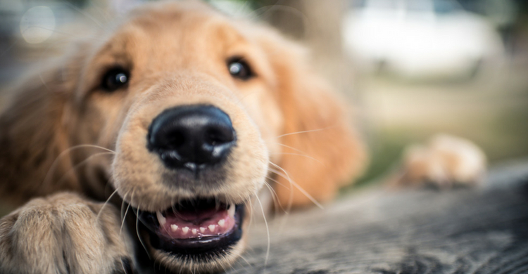 ¿Debo ponerle brackets a mi mascota? - Yo amo a las mascotas