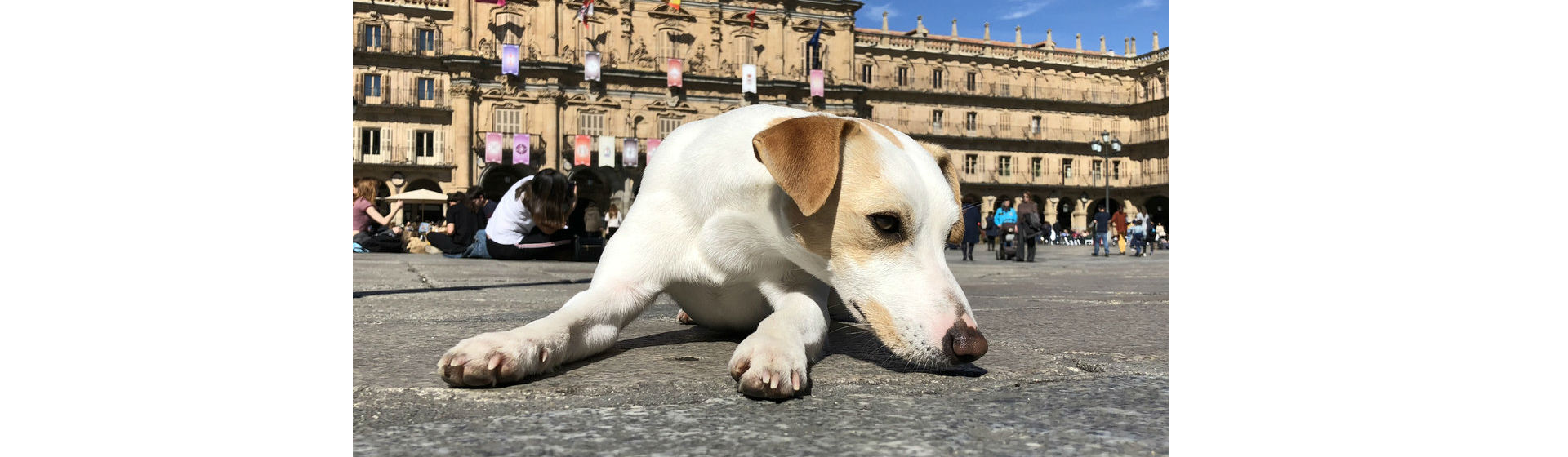 Conoce el blog perruno de Piper - Yo amo a las mascotas