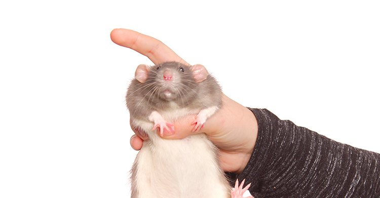 Las 5 mejores razas de ratas domésticas que puedes tener de mascota ...