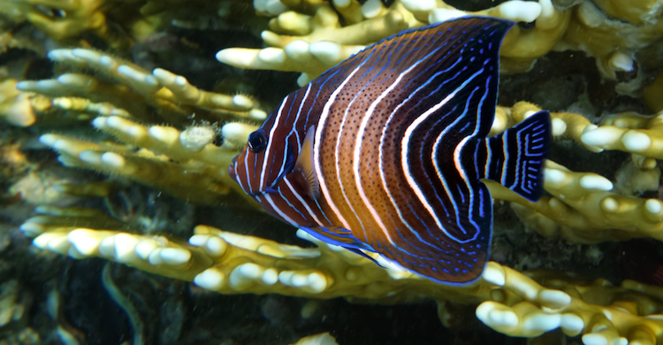 7 peces raros que debes conocer - Yo amo a las mascotas