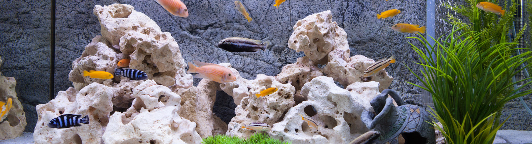 Cómo conseguir que tus peces tengan crías - Yo amo a las mascotas