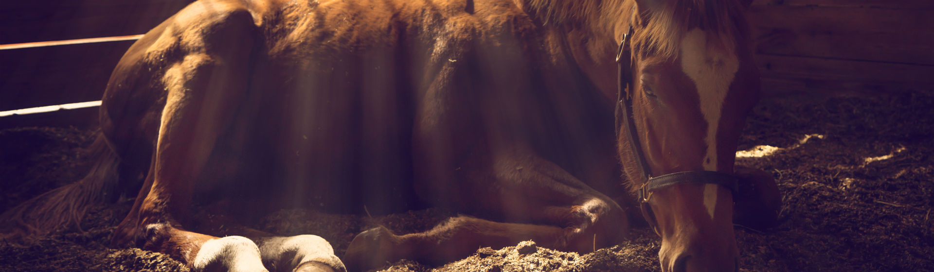 Las 6 enfermedades más comunes de los caballos - Yo amo a las mascotas