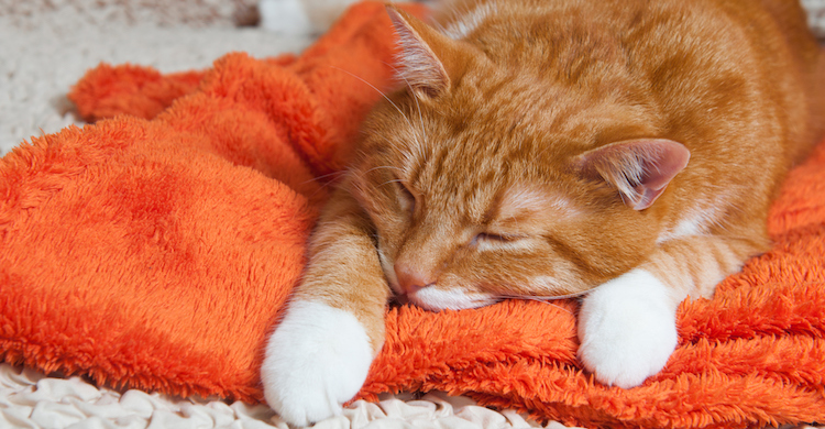 Cómo detectar los síntomas de la gripe felina - Yo amo a las mascotas