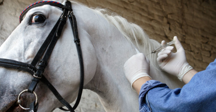 Las 6 enfermedades más comunes de los caballos - Yo amo a las mascotas