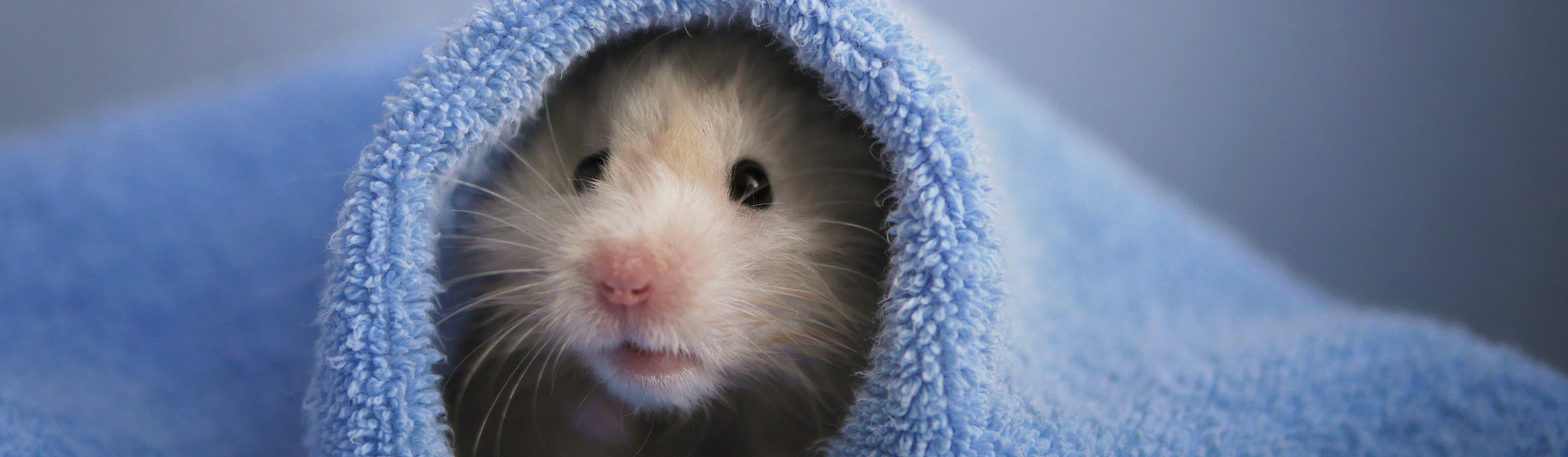 El hamster: todo lo que debes saber - Yo amo a las mascotas