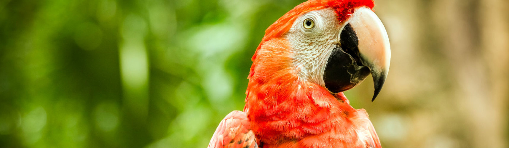 8 trucos para educar a tu loro - Yo amo a las mascotas