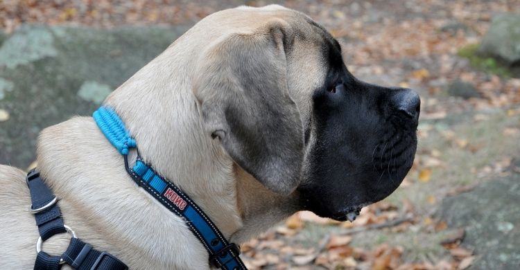 10 curiosidades del mastín inglés que te sorprenderán - Yo amo a las ...