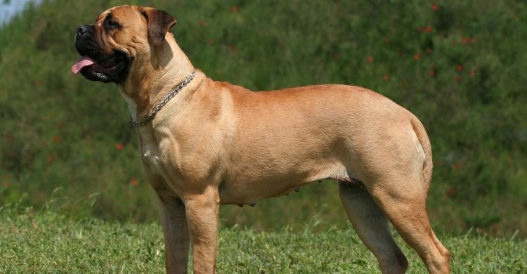 10 curiosidades del mastín inglés que te sorprenderán - Yo amo a las ...