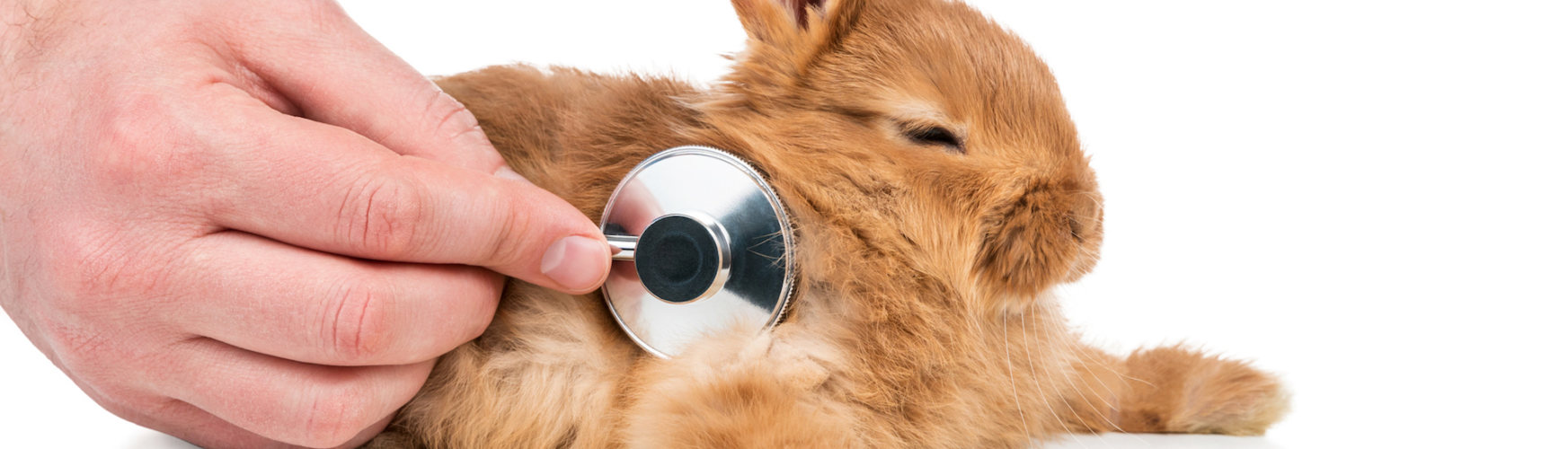 Mixomatosis: una enfermedad mortal de los conejos - Yo amo a las mascotas