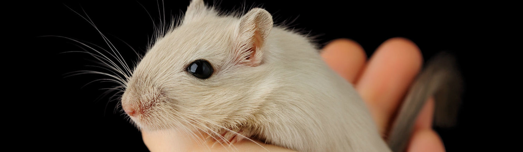 Por qué debes tener un jerbo como mascota - Yo amo a las mascotas