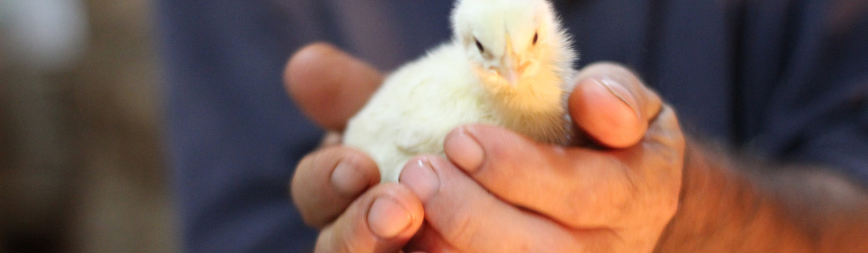 Cómo alimentar a un pollito caído del nido - Yo amo a las mascotas
