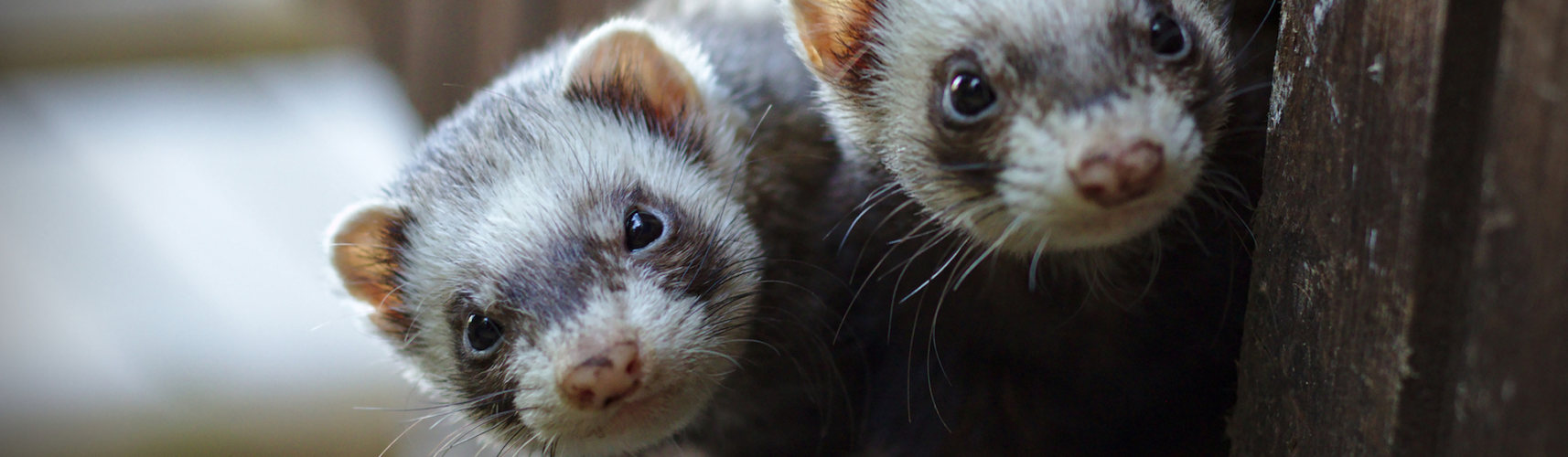 5 trucos para educar a tu hurón - Yo amo a las mascotas