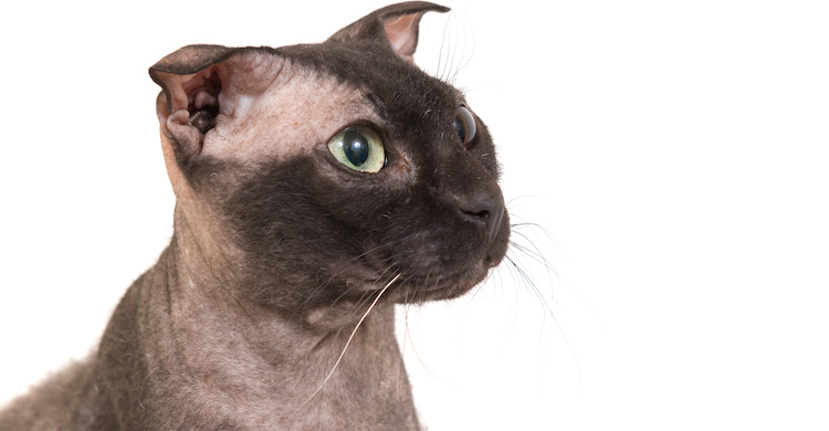 Las 5 razas de gato con las orejas más curiosas - Yo amo a las mascotas