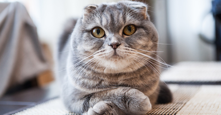 Las 5 razas de gato con las orejas más curiosas - Yo amo a las mascotas