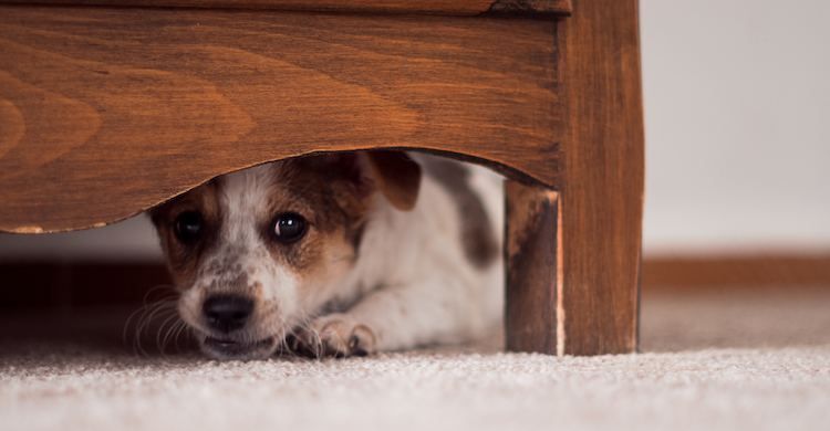 Cinofobia: las personas que tienen miedo de los perros - Yo amo a las ...