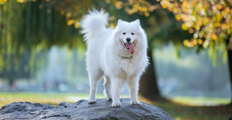 8 curiosidades sobre la raza de perro Samoyedo que te sorprenderán - Yo ...