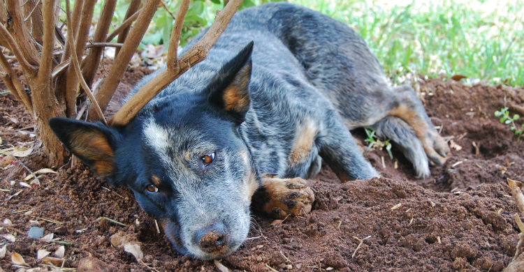 10 curiosidades de los perros bluey que te sorprenderán - Yo amo a las ...