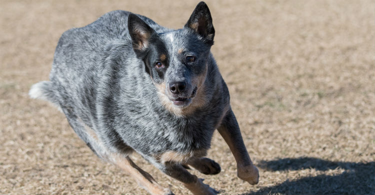 10 curiosidades de los perros bluey que te sorprenderán - Yo amo a las ...