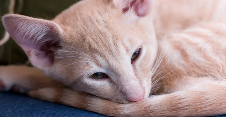 7 curiosidades del gato balinés que debes conocer - Yo amo a las mascotas