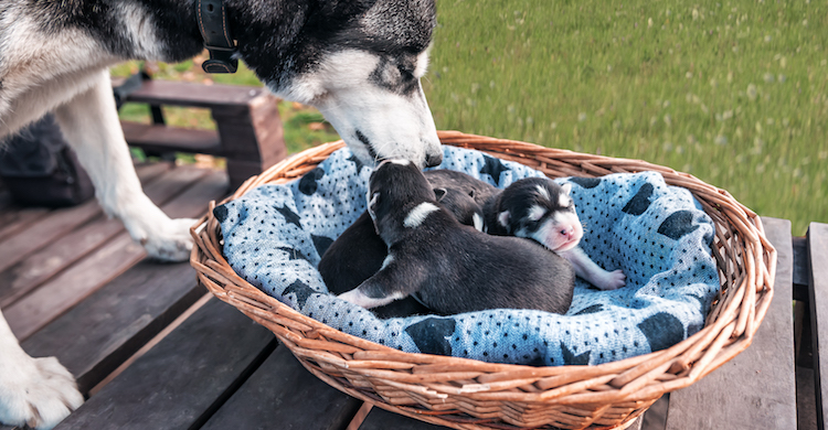 Cosas que debes saber sobre la lactancia en perros - Yo amo a las mascotas