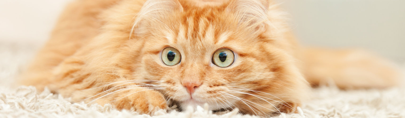 Cómo calmar a un gato asustado - Yo amo a las mascotas