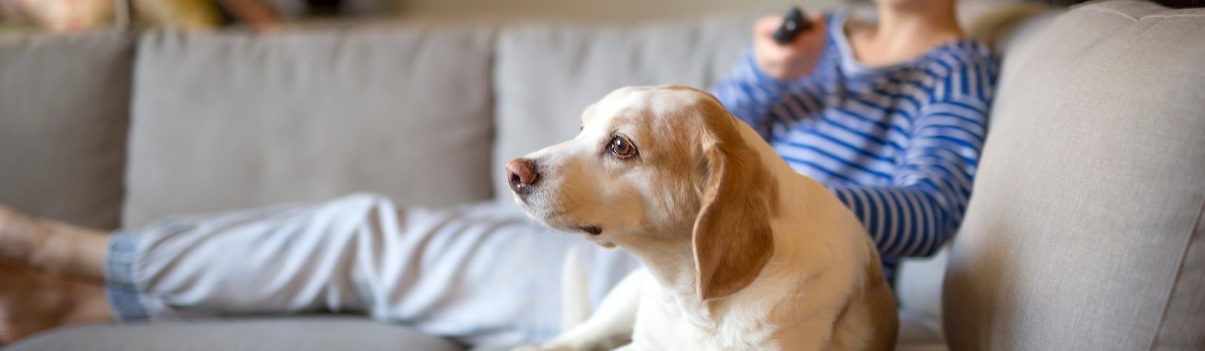 Mi perro puede ver la tele: mito o realidad - Yo amo a las mascotas