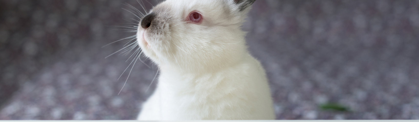 Cómo afecta la sarna a los conejos - Yo amo a las mascotas